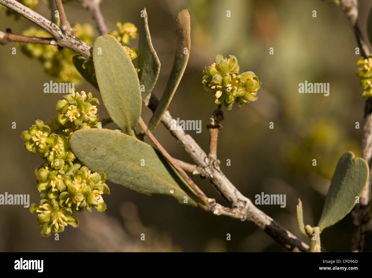 Simmondsia chinensis hi-res stock photography and images - Alamy
