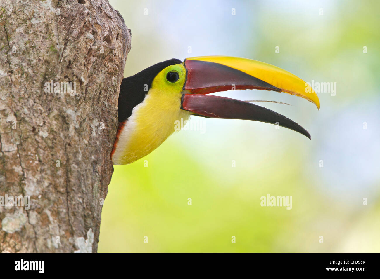 Toucans hi-res stock photography and images - Alamy