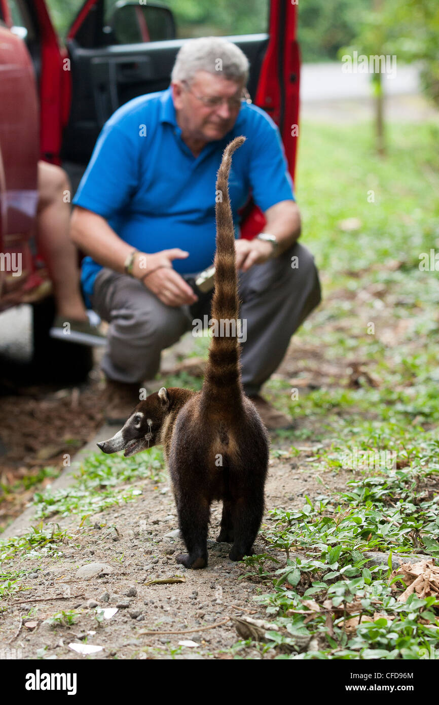 Pizote hi-res stock photography and images - Alamy