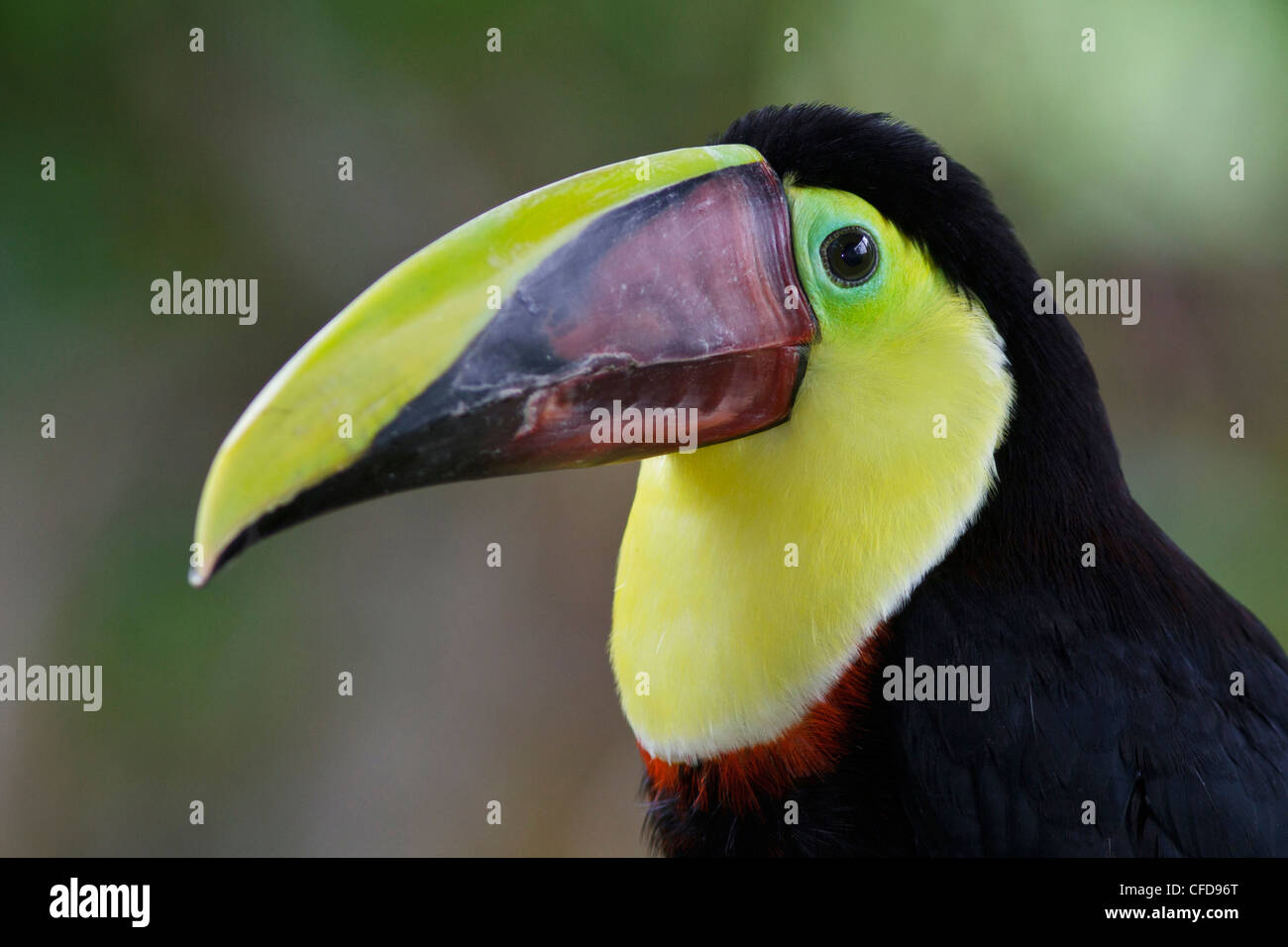 Chestnut-mandibled Toucan (Ramphastos swainsonii) perched on a branch ...