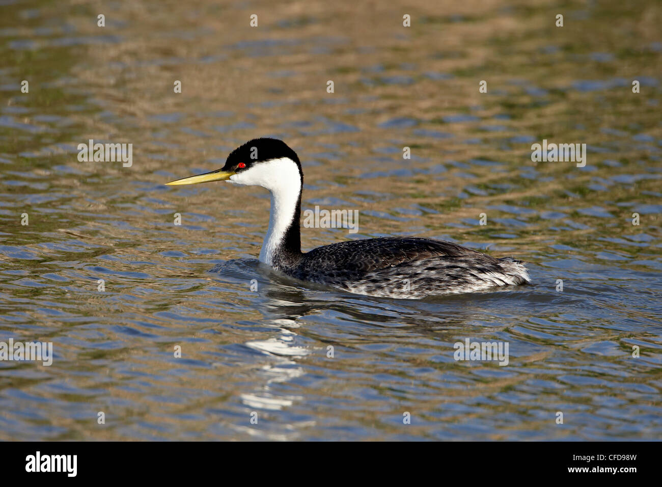 Western grebe (Aechmophorus occidentalis) swimming, Bear River ...