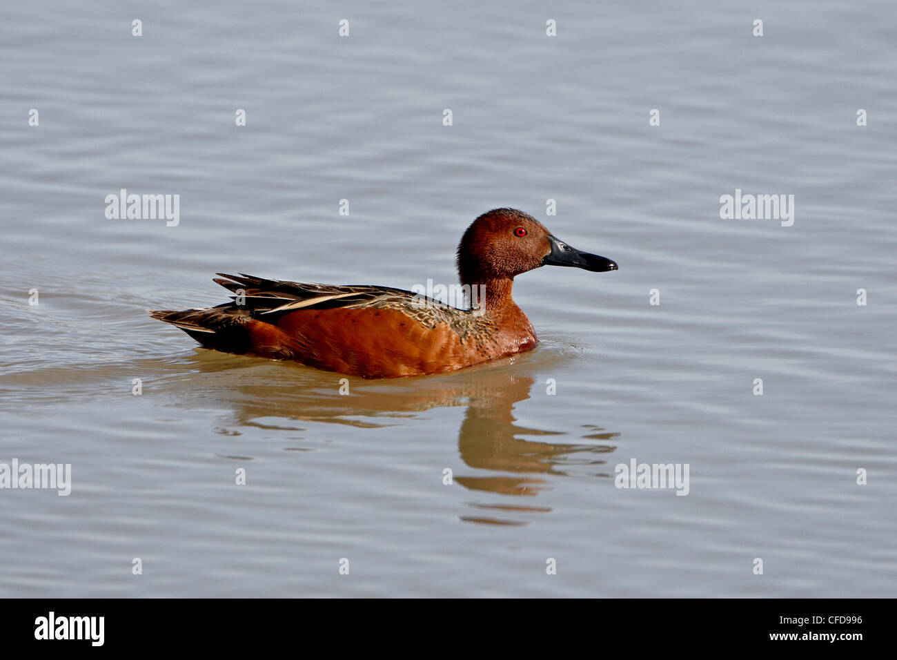 Cinnamon teal (Anas cyanoptera) drake, Bear River Migratory Bird Refuge ...