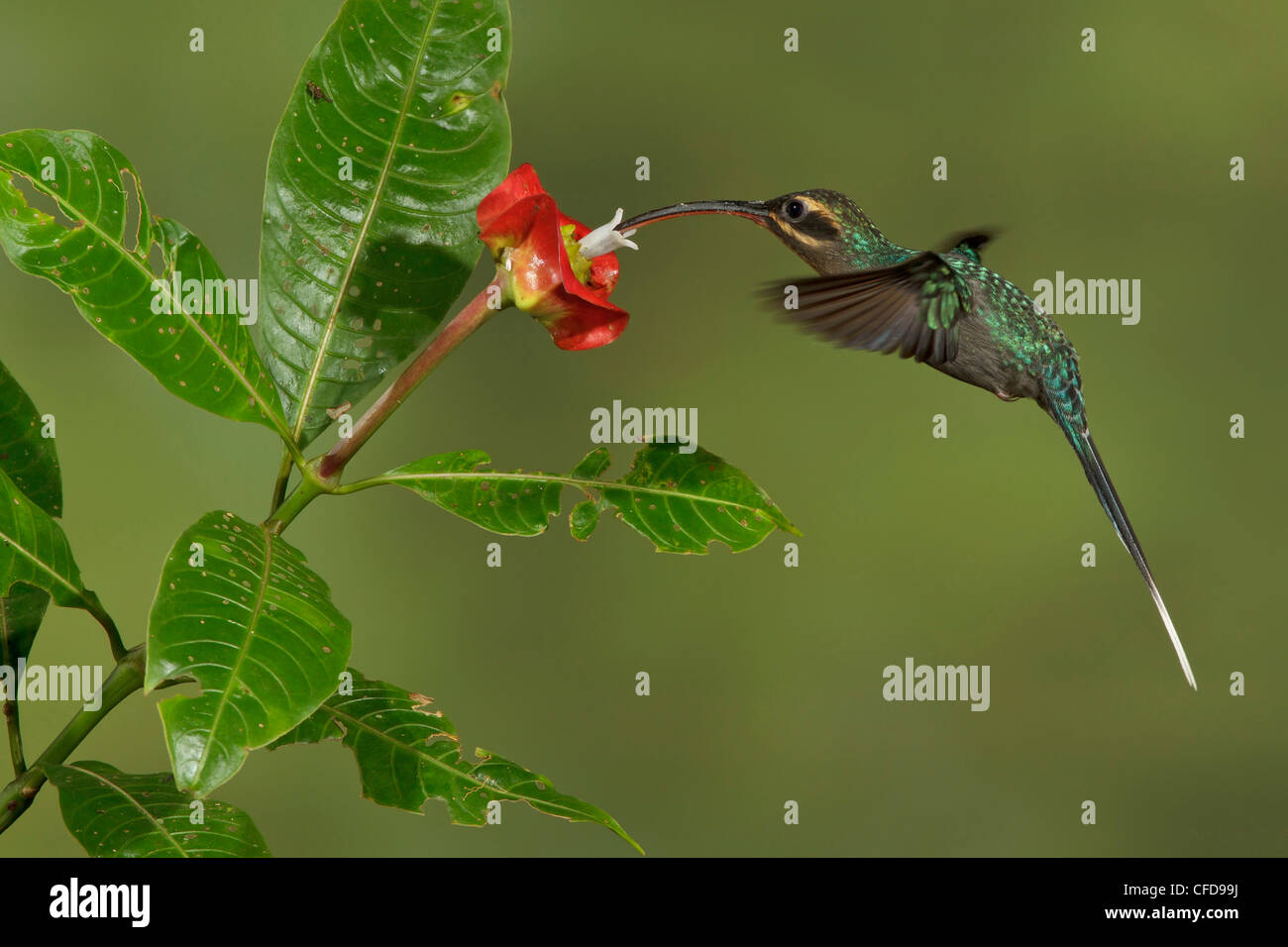 Green hermit hummingbirds hi-res stock photography and images - Alamy