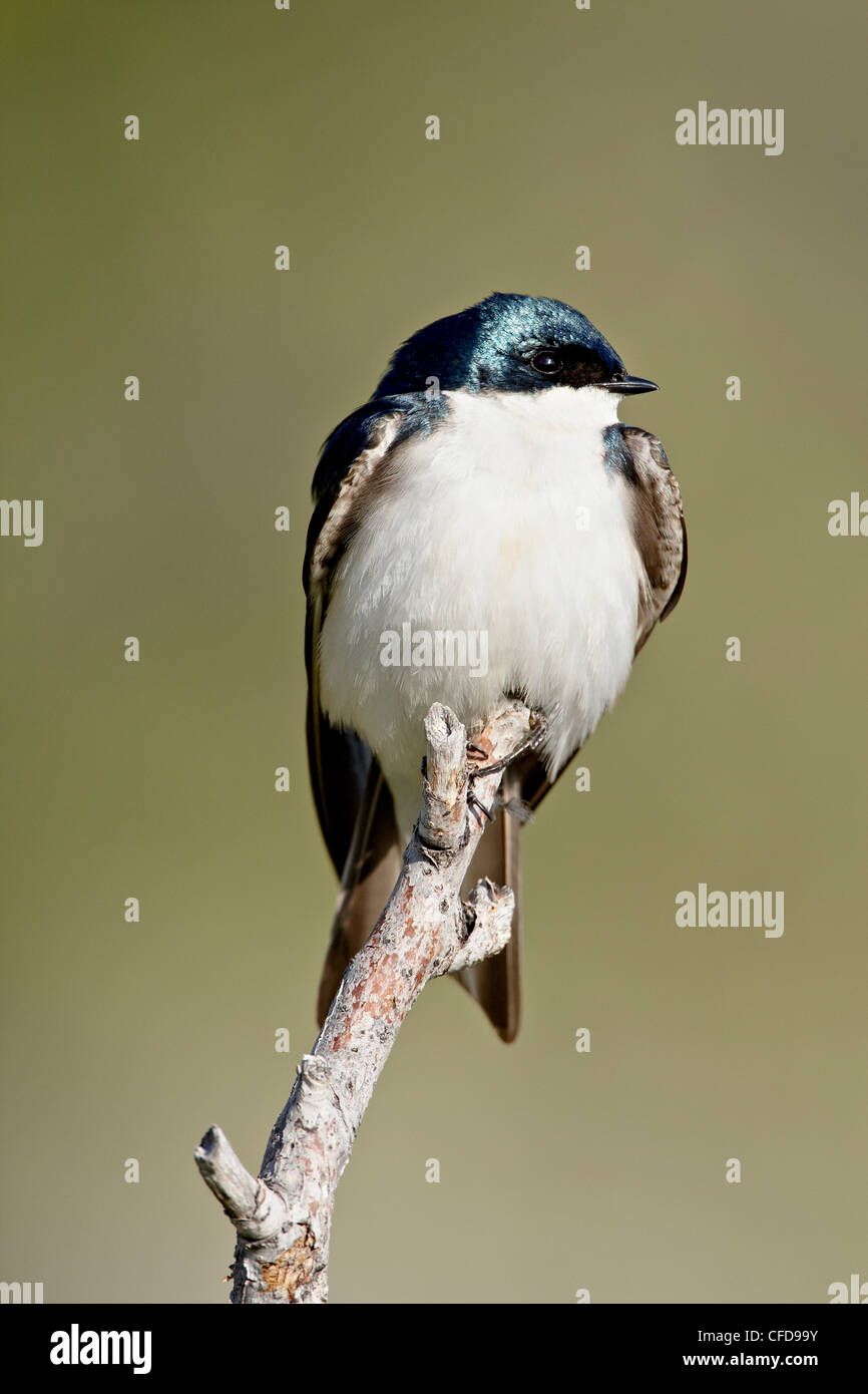 Oliver tree hi-res stock photography and images - Alamy