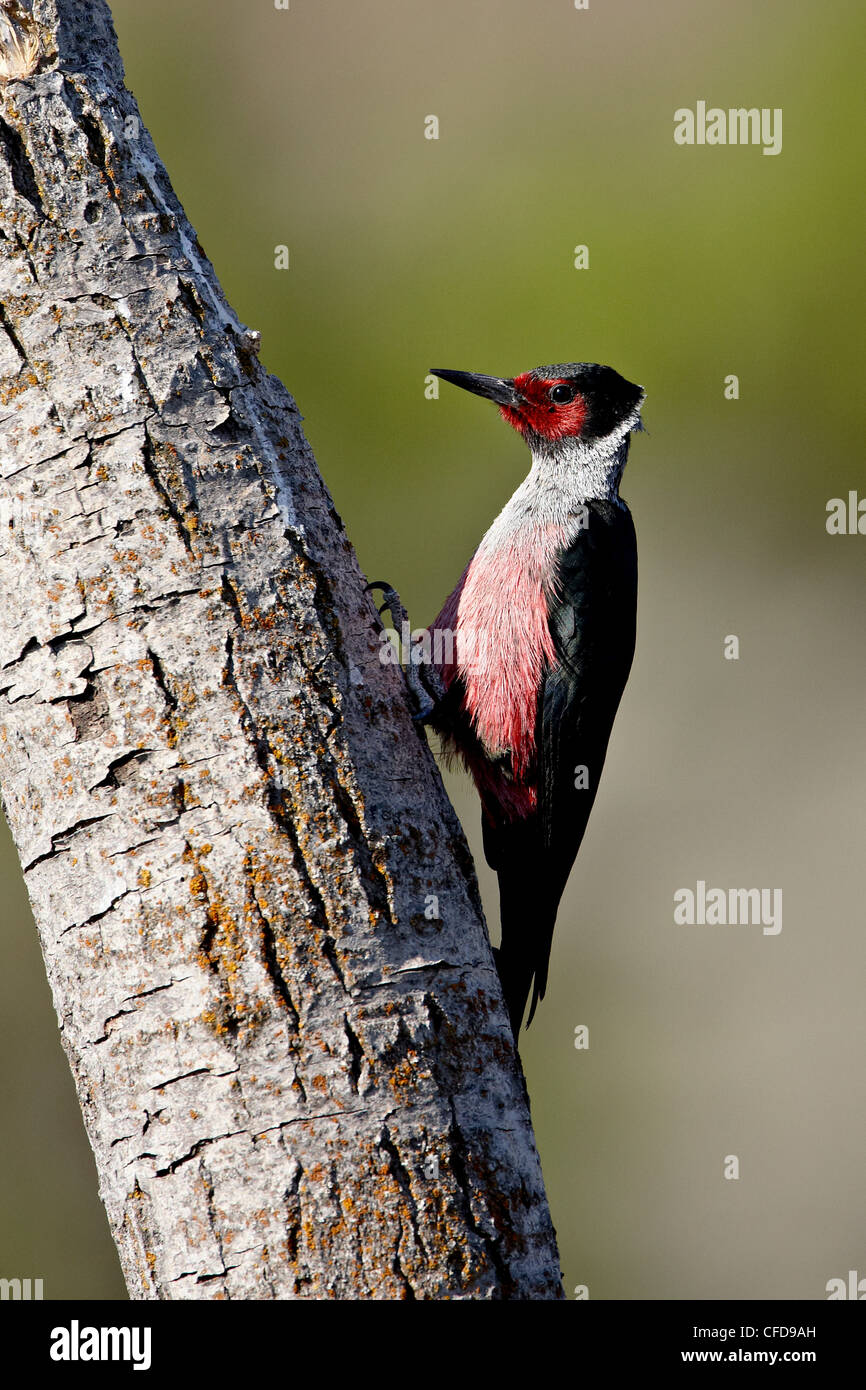 Lewis's Woodpecker (Melanerpes lewis), Okanogan County, Washington ...