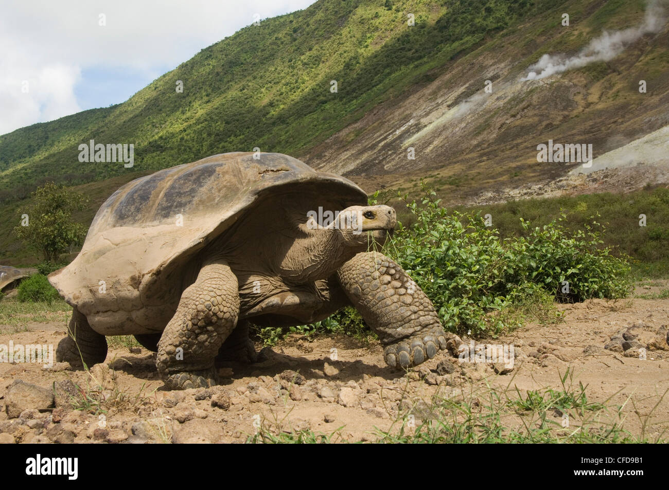 Galápagos giant tortoise hi-res stock photography and images - Alamy
