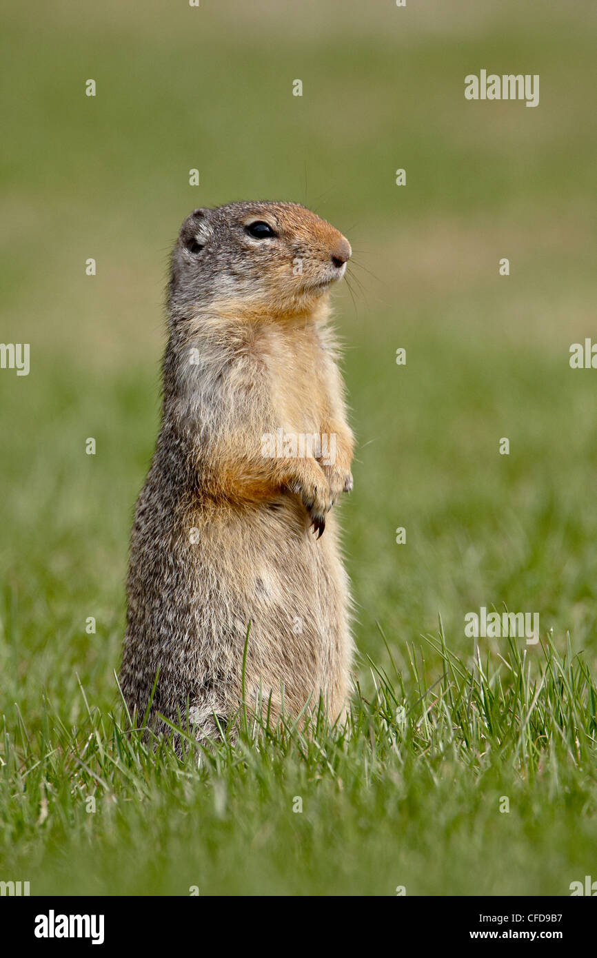 Columbian ground squirrel (Citellus columbianus), Manning Provincial ...