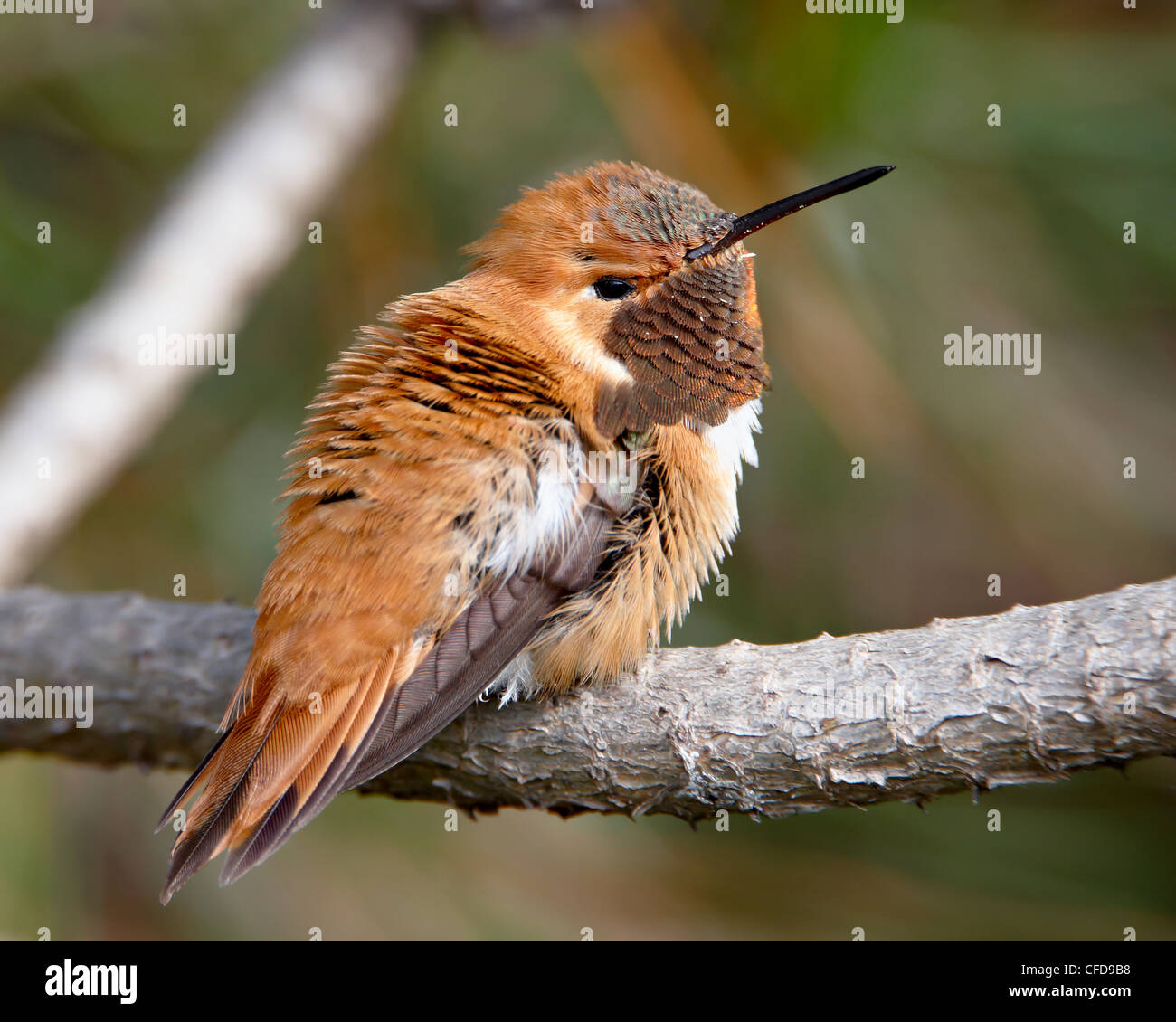 Hummingbird side view image hi-res stock photography and images - Alamy