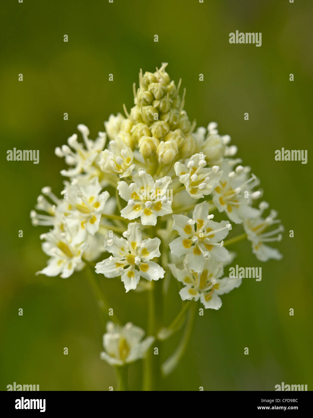 Death Camas (Zigadenus venenosus), near Nanaimo, British Columbia ...
