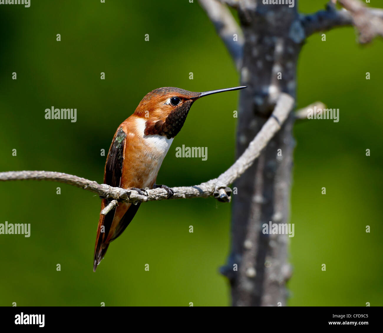 Hummingbird side view image hi-res stock photography and images - Alamy