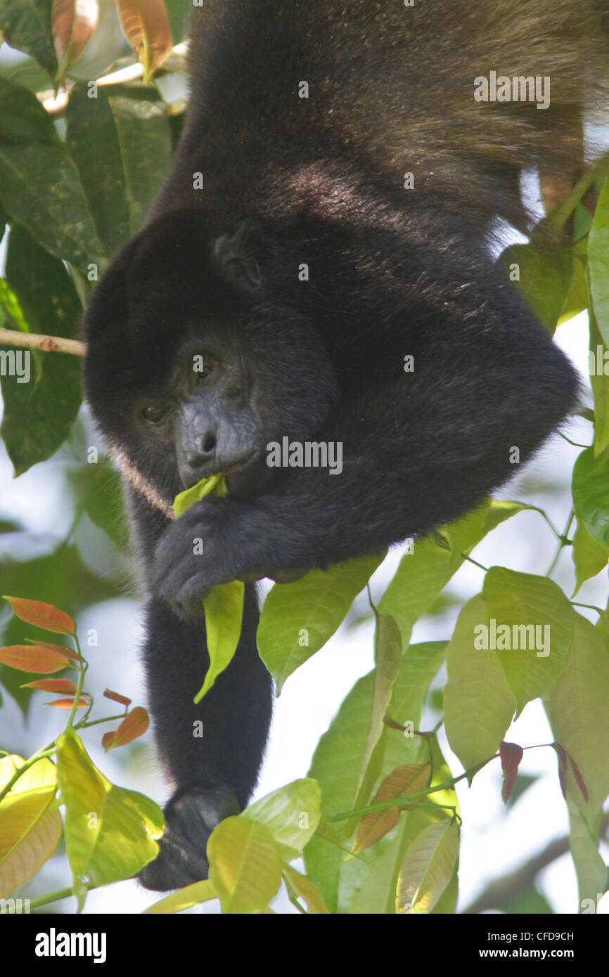 Howler Monkey, genus Alouatta, eating leaves in a tree in the ...