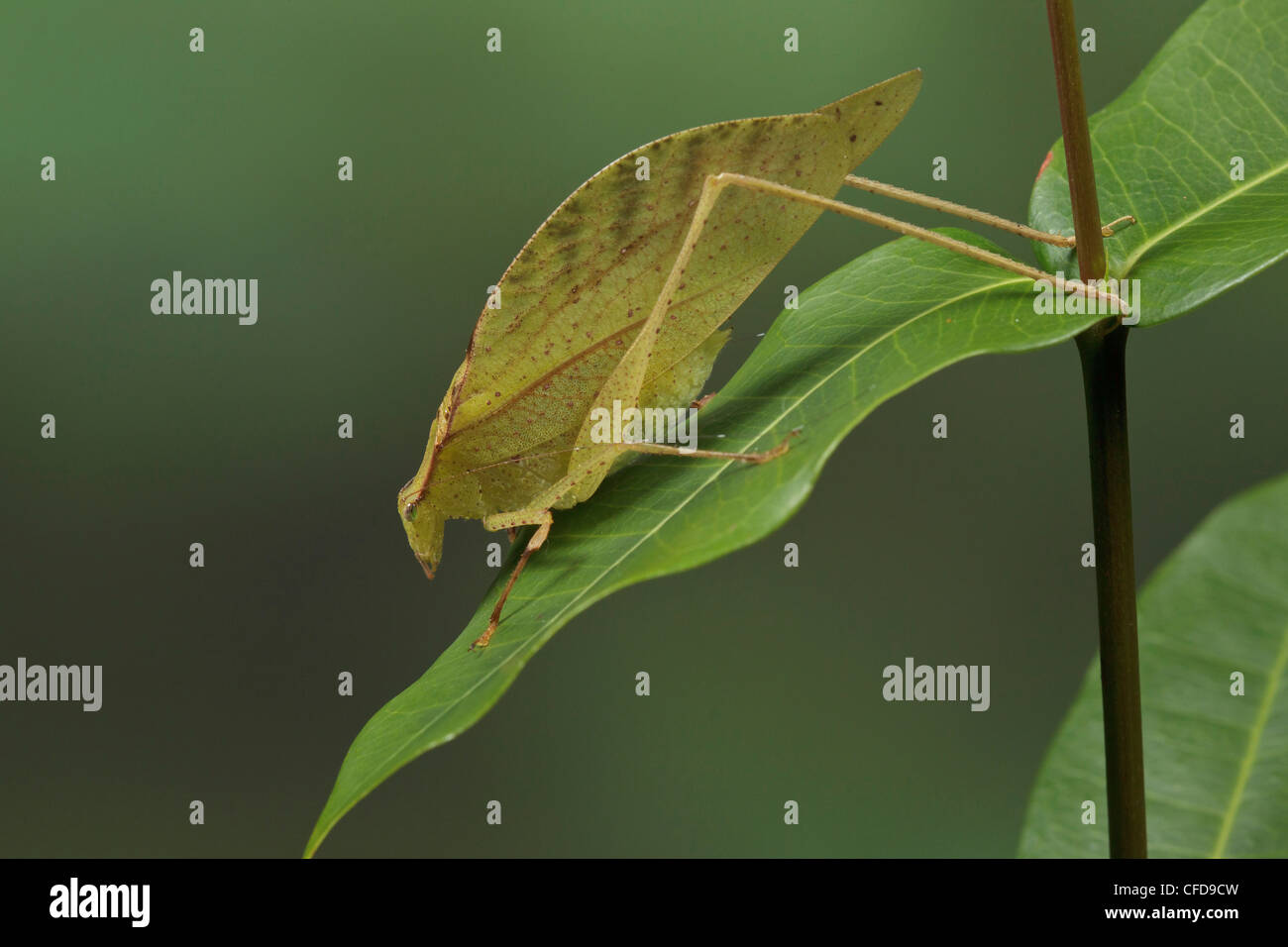 Katydid perched on a branch in Costa Rica Stock Photo - Alamy