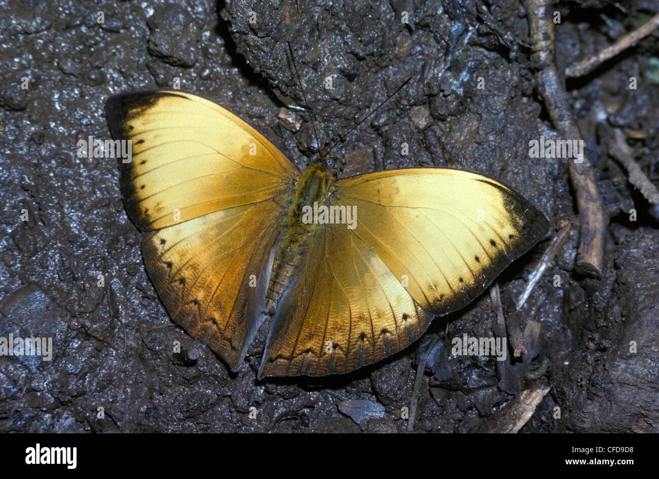 Cymothoe hi-res stock photography and images - Alamy