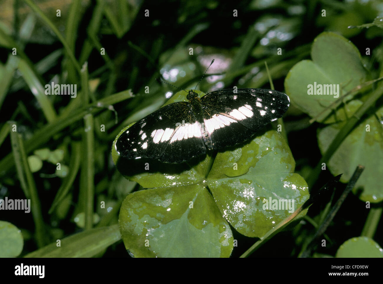 White-dotted crescent butterfly (Eresia ofella: Nymphalidae) in ...