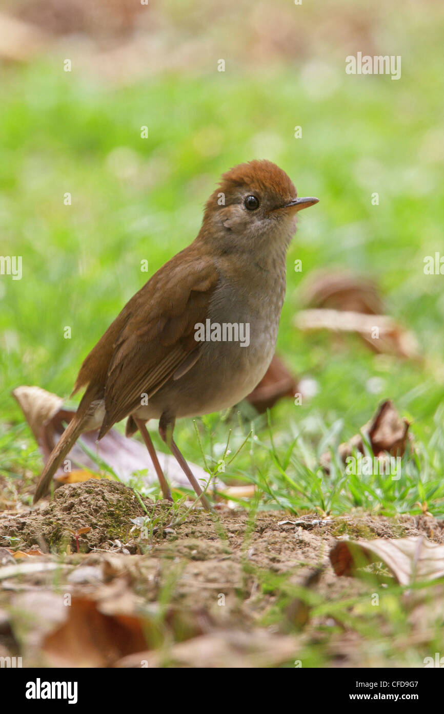 Nightengale thrush hi-res stock photography and images - Alamy
