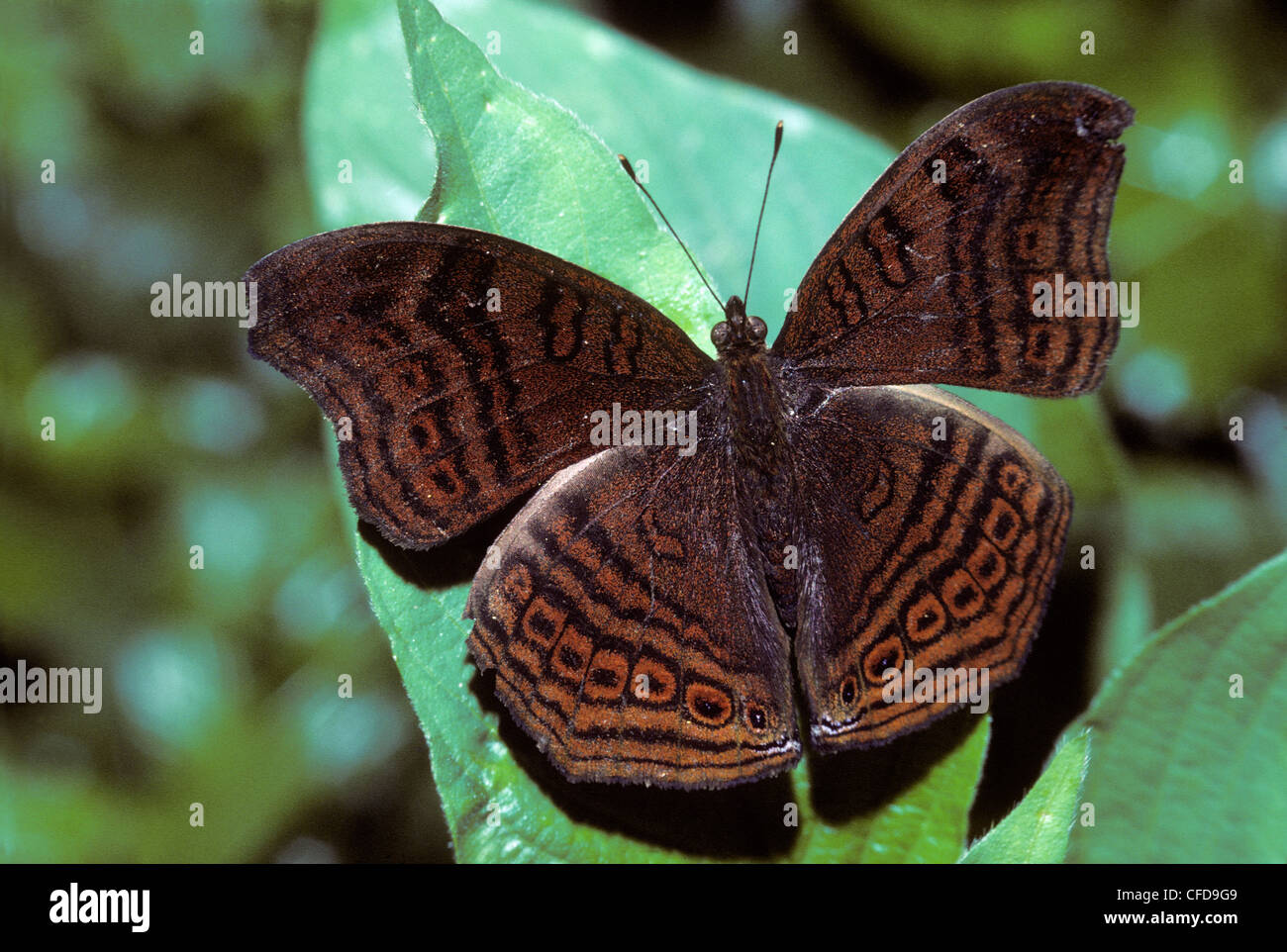 Brown pansy butterfly (Precis / Junonia gregori: Nymphalidae) in ...