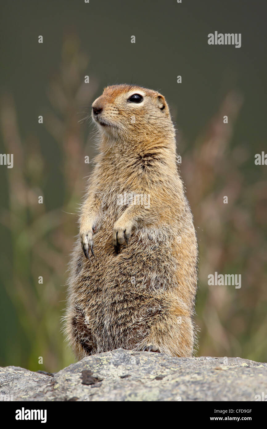 Arctic ground squirrel (Parka squirrel) (Citellus parryi), Hatcher Pass ...