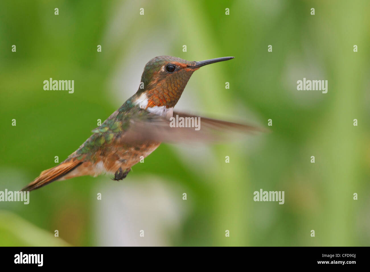 Scintillant Hummingbird (Selasphorus scintilla) flying and feeding at a ...