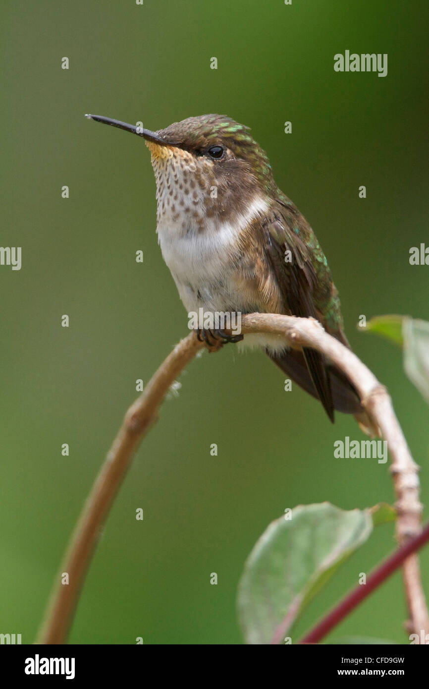Scintillant Hummingbird (Selasphorus scintilla) perched on a leaf in ...