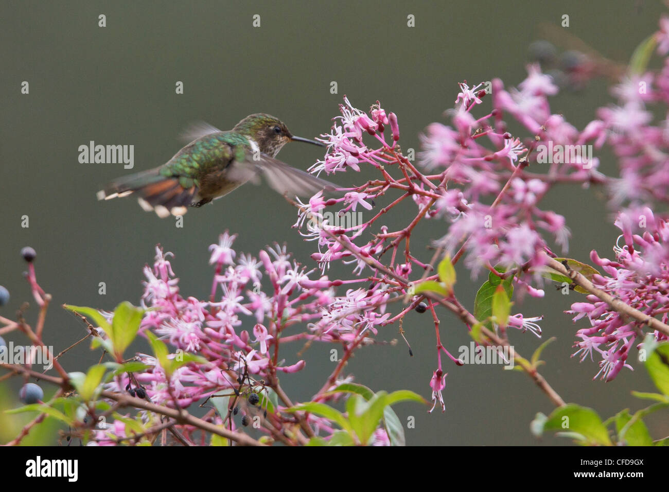 Scintillant Hummingbird (Selasphorus scintilla) flying and feeding at a ...