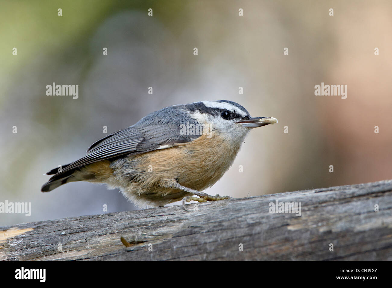 Female red-breasted nuthatch (Sitta canadensis), Wasilla, Alaska ...