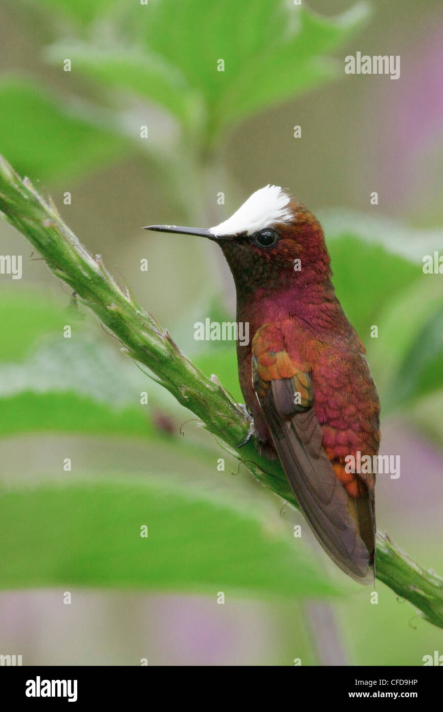 Snowcap humming bird hi-res stock photography and images - Alamy