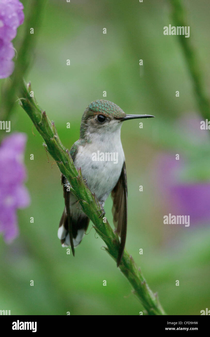 Snowcap humming bird hi-res stock photography and images - Alamy