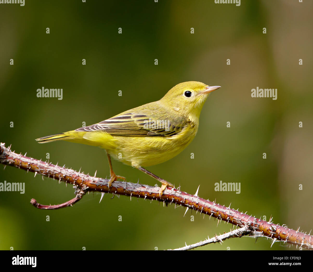 Yellow warbler (Dendroica petechia), near Palmer, Alaska, United States ...