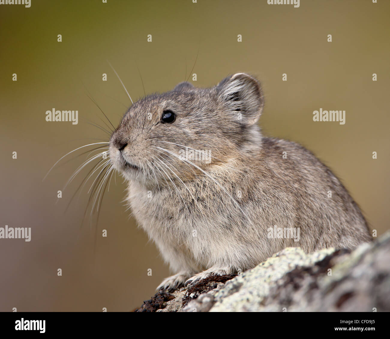 Collared pika (Ochotona collaris), Hatcher Pass, Alaska, United States ...