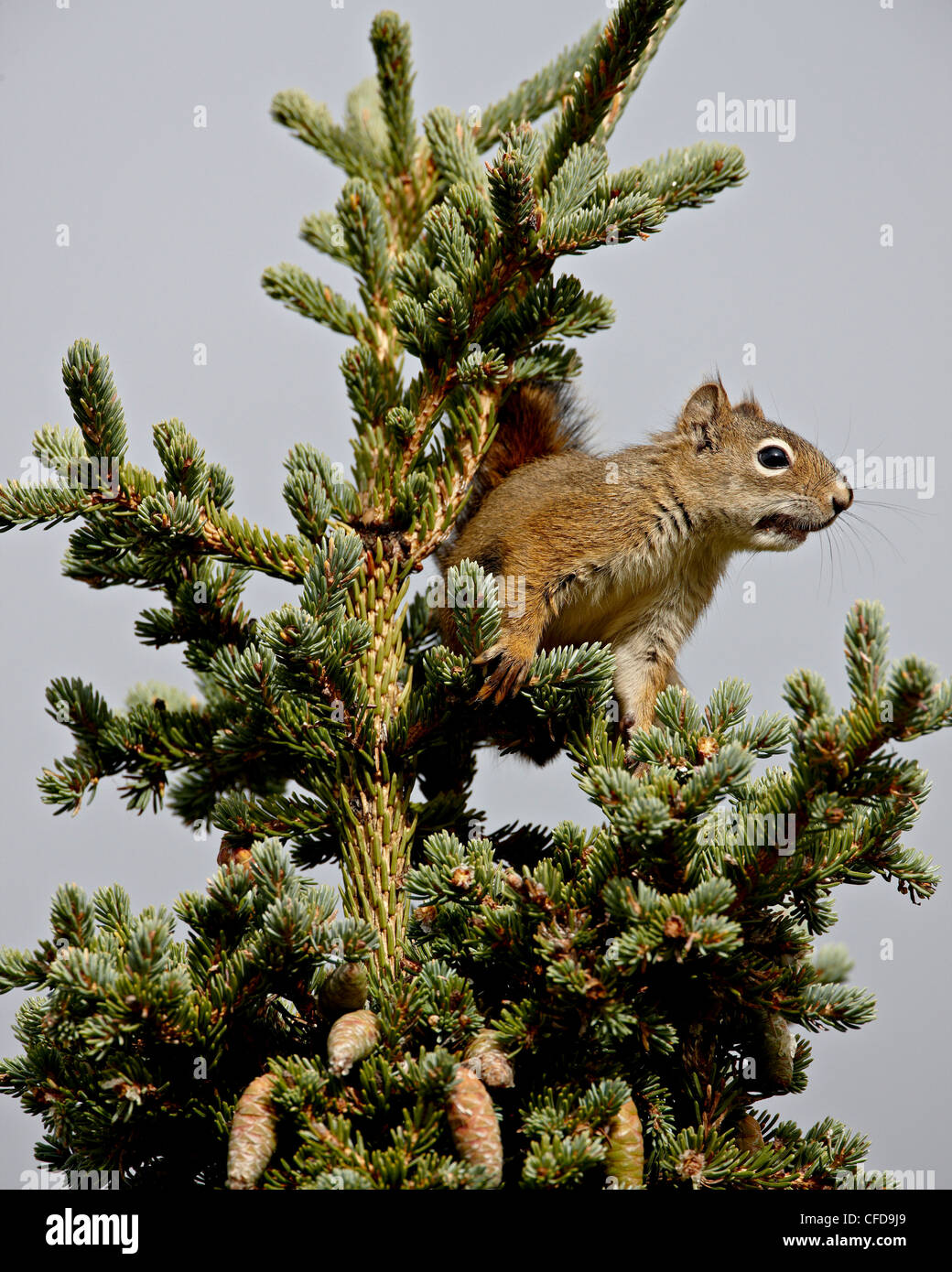 Red squirrel (spruce squirrel) (Tamiasciurus hudsonicus) in a spruce ...