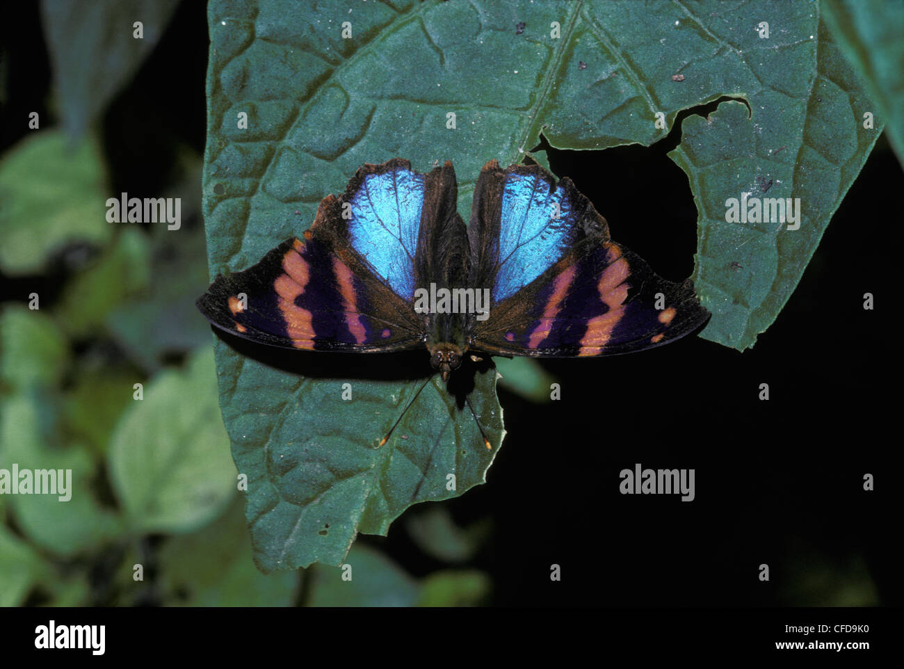 Nymphalid butterfly (Epiphele orea: Nymphalidae) in rainforest, Peru ...