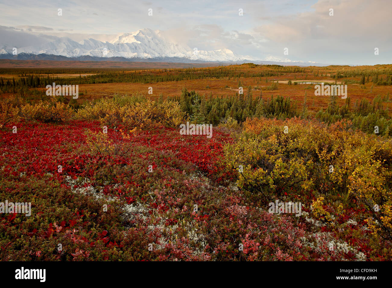 Mount McKinley with tundra in fall color, Denali National Park and ...