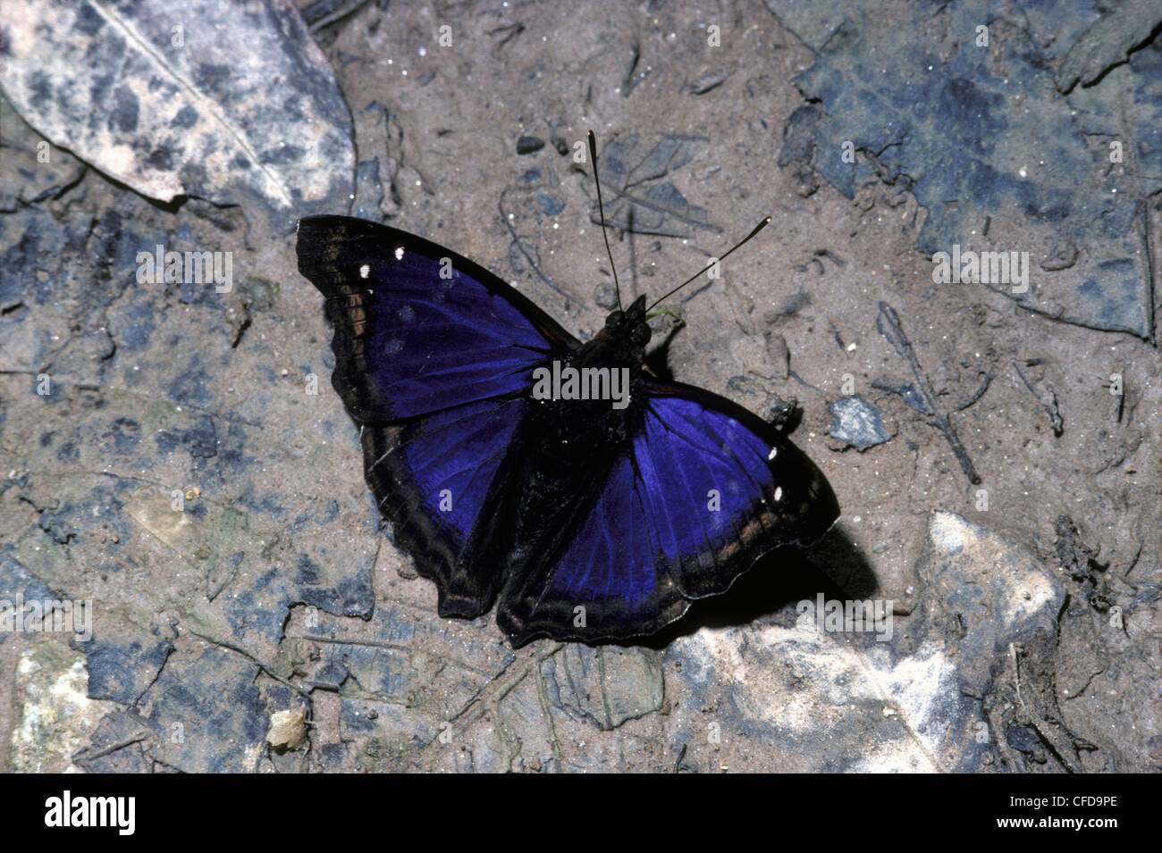 Emperor butterfly hi-res stock photography and images - Alamy