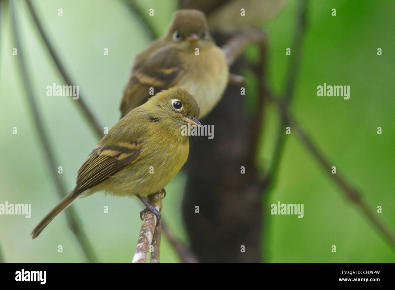 Yellowish Flycatcher (Empidonax flavescens) perched on a branch in ...
