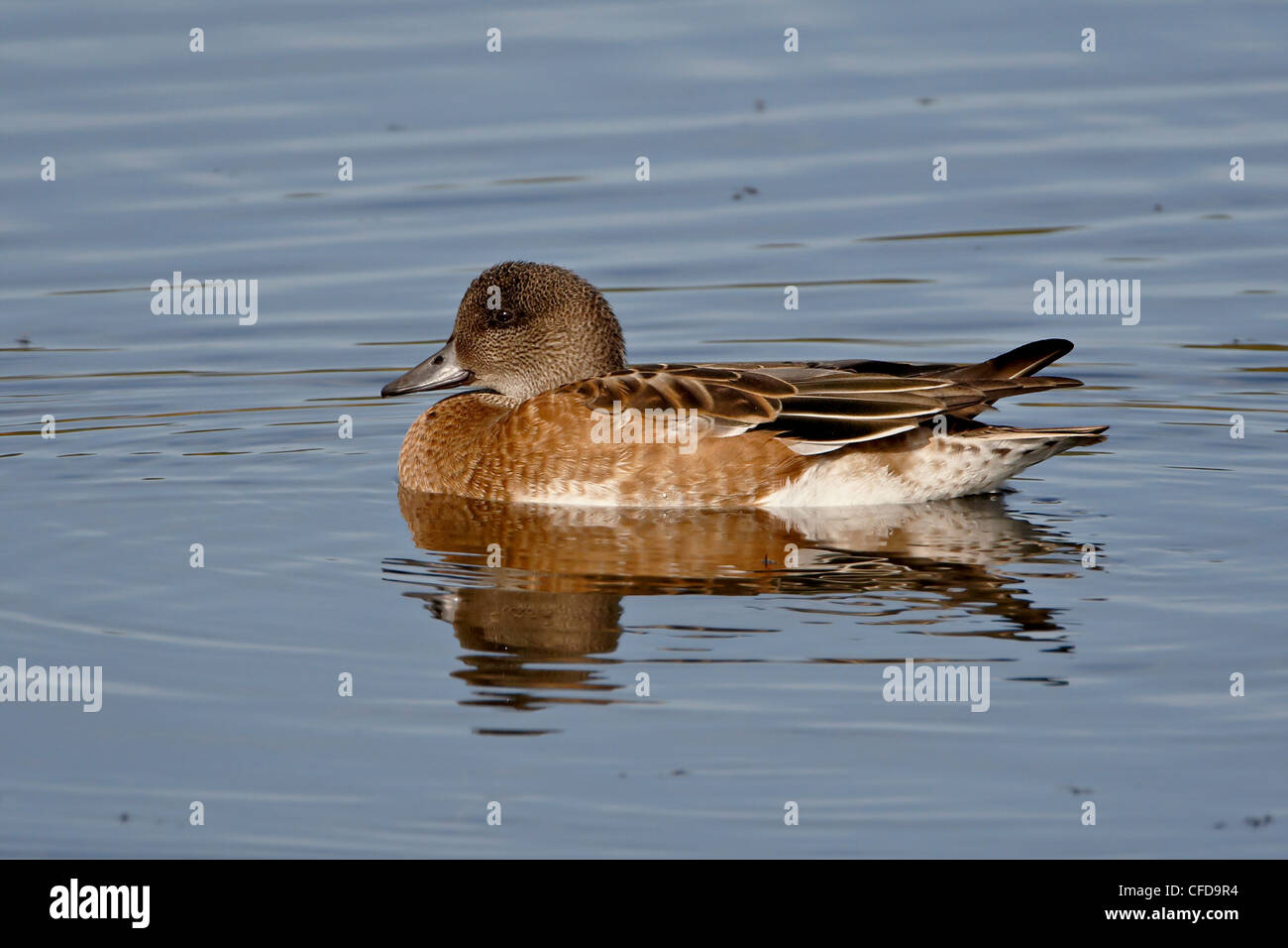 Female American Wigeon (American Widgeon) (Baldpate) (Anas americana ...