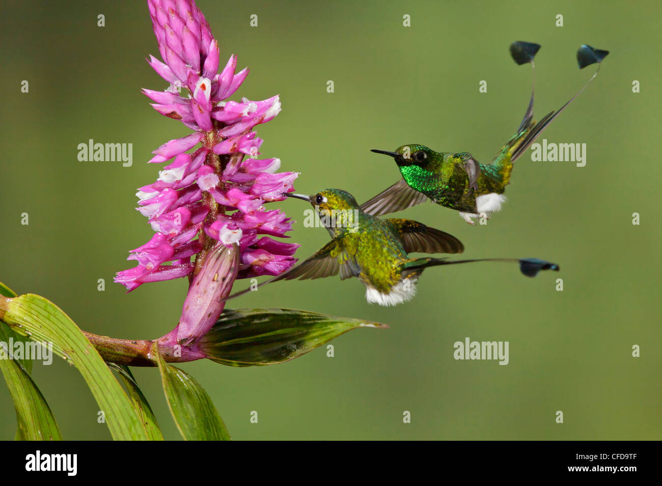 Booted Racket-tail hummingbird (Ocreatus underwoodii) flying while ...