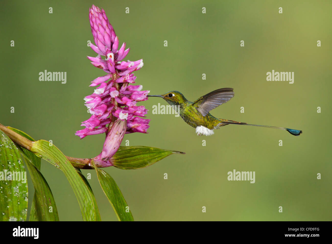 Booted Racket-tail hummingbird (Ocreatus underwoodii) flying while ...