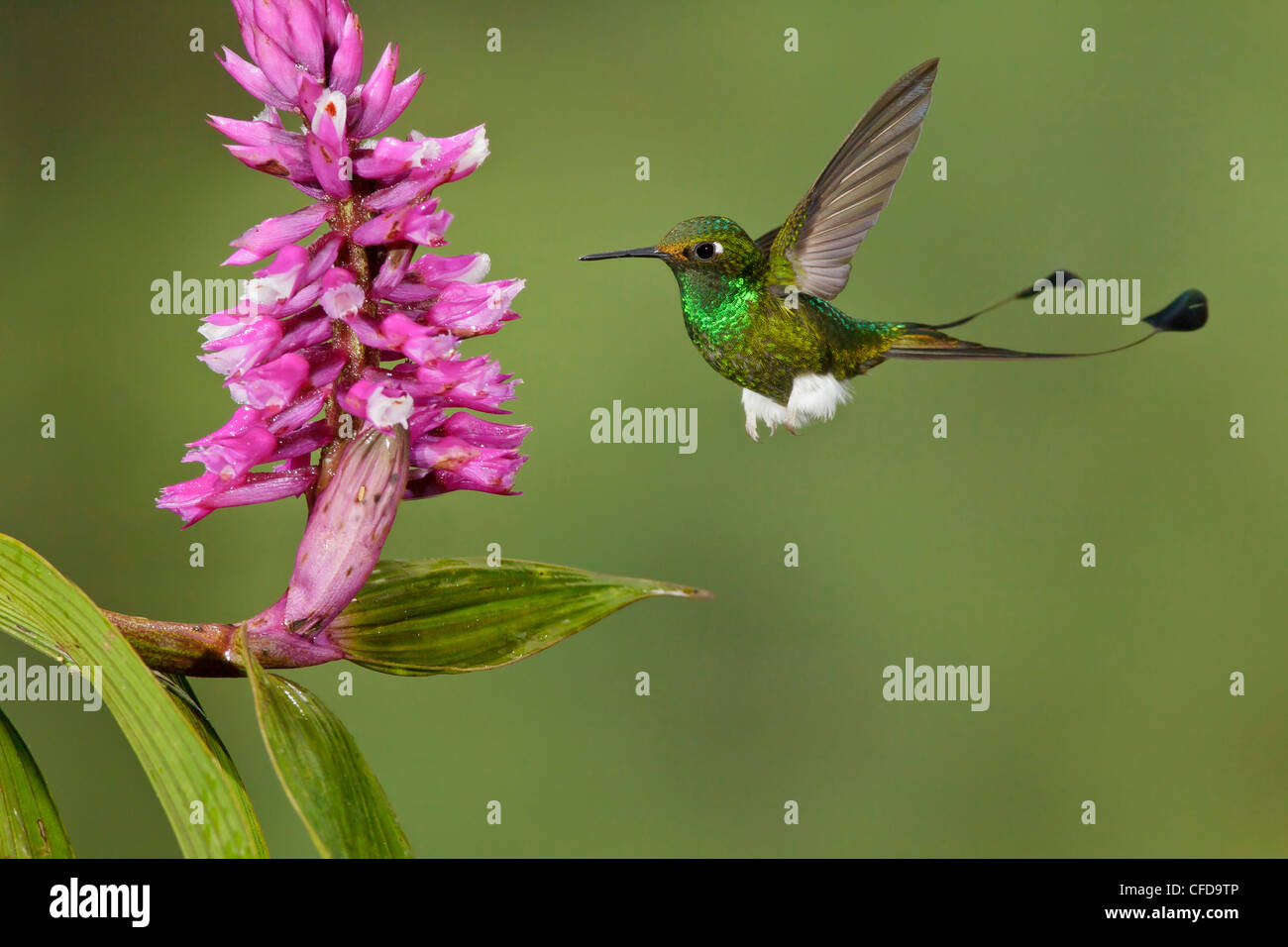 Booted Racket-tail hummingbird (Ocreatus underwoodii) flying while ...