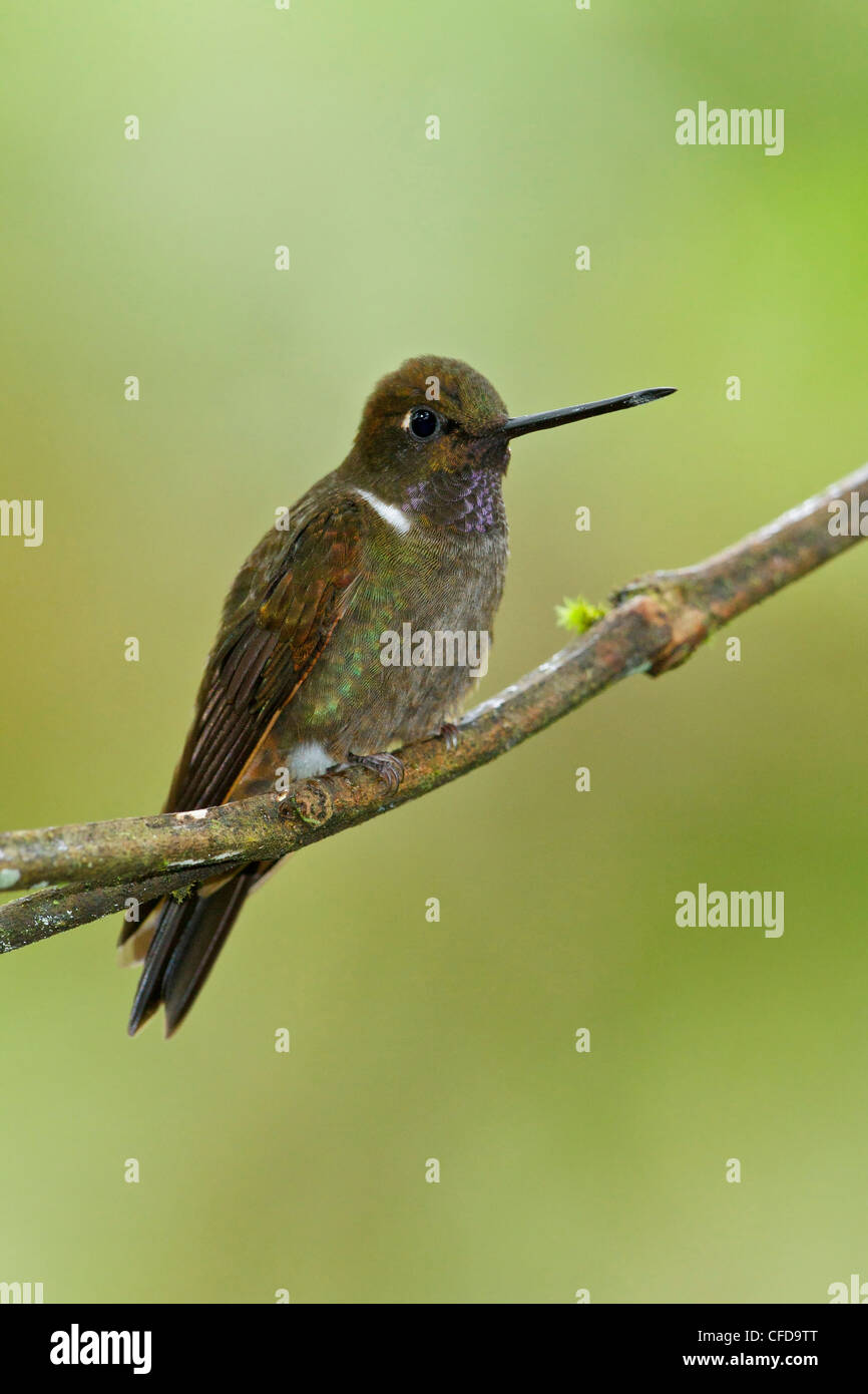 Inchummingbird hi-res stock photography and images - Alamy