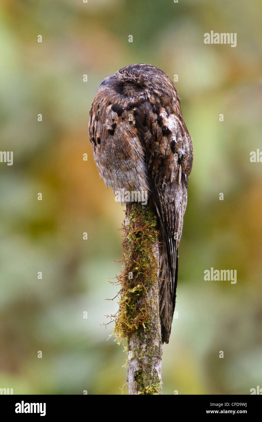 Potoo bird hi-res stock photography and images - Alamy