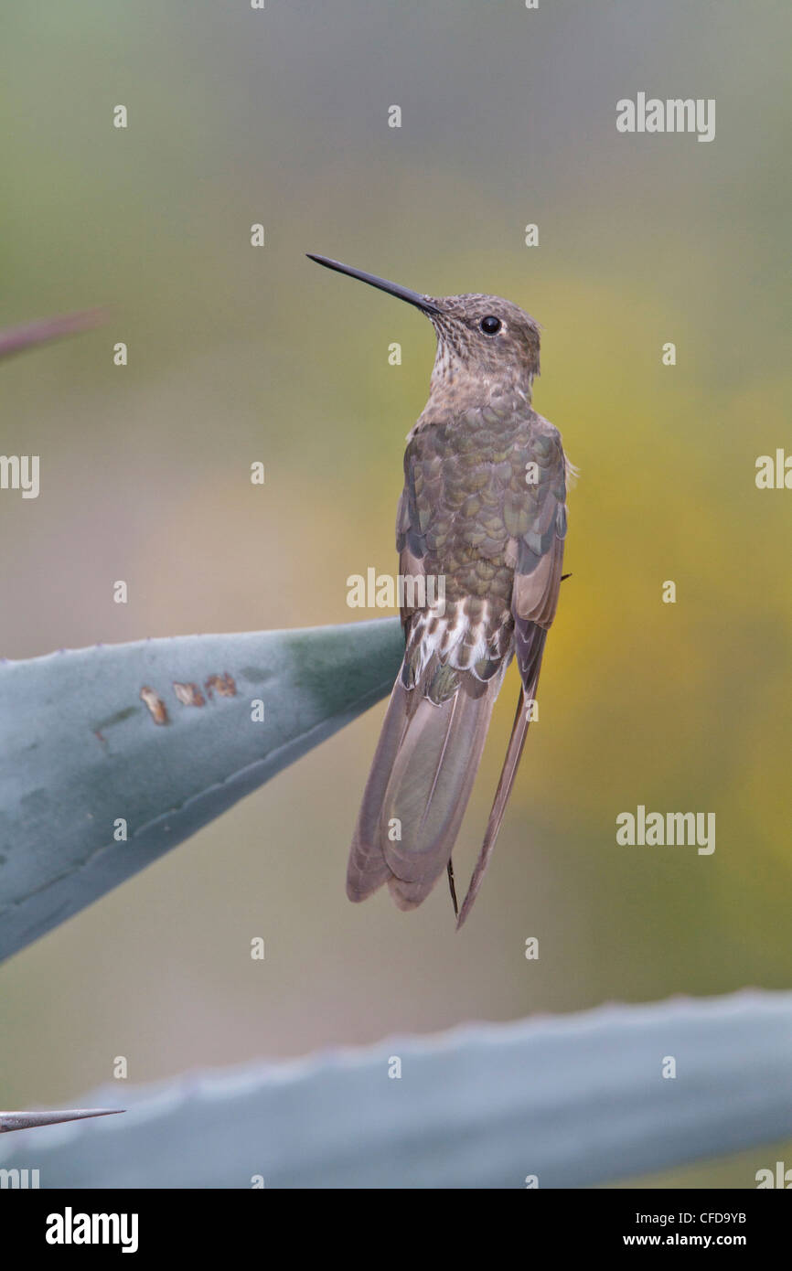 Giant Hummingbird (Patagona gigas) perched on an agave plant in Ecuador ...