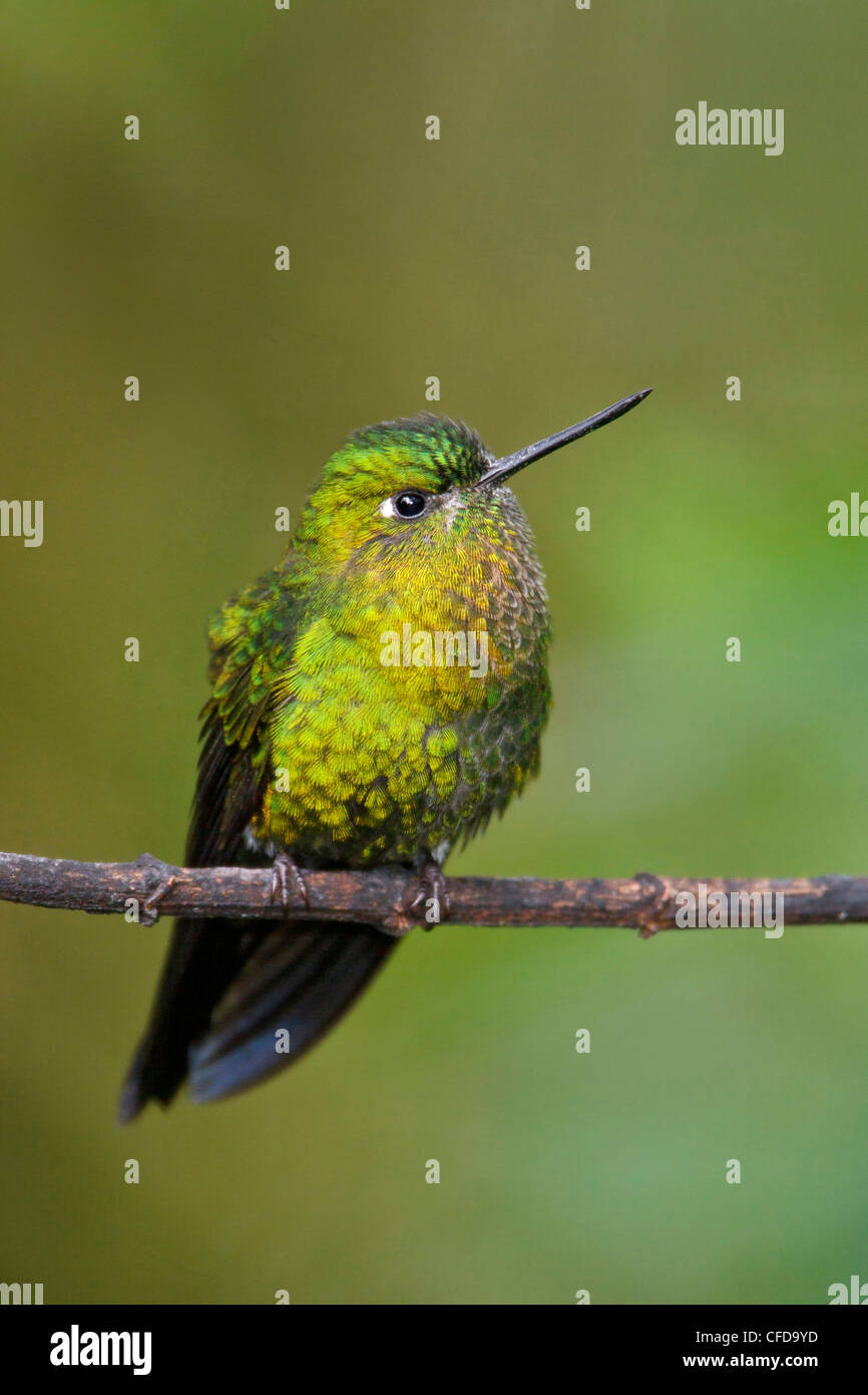 Golden breasted puffleg hi-res stock photography and images - Alamy