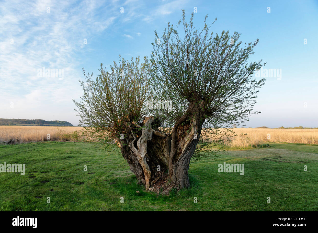 Old willow tree hi-res stock photography and images - Alamy