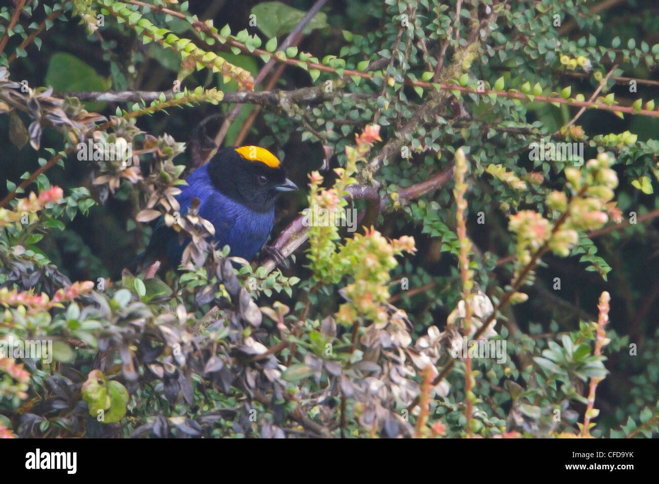 Golden-crowned Tanager (Iridosornis rufivertex) perched on a branch in ...