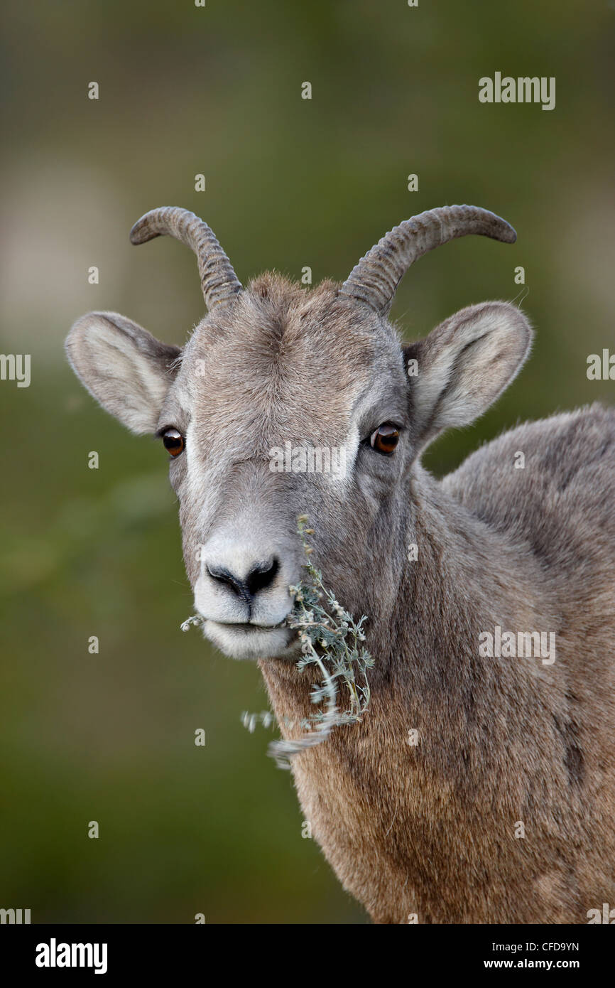 Bighorn ewe hi-res stock photography and images - Alamy