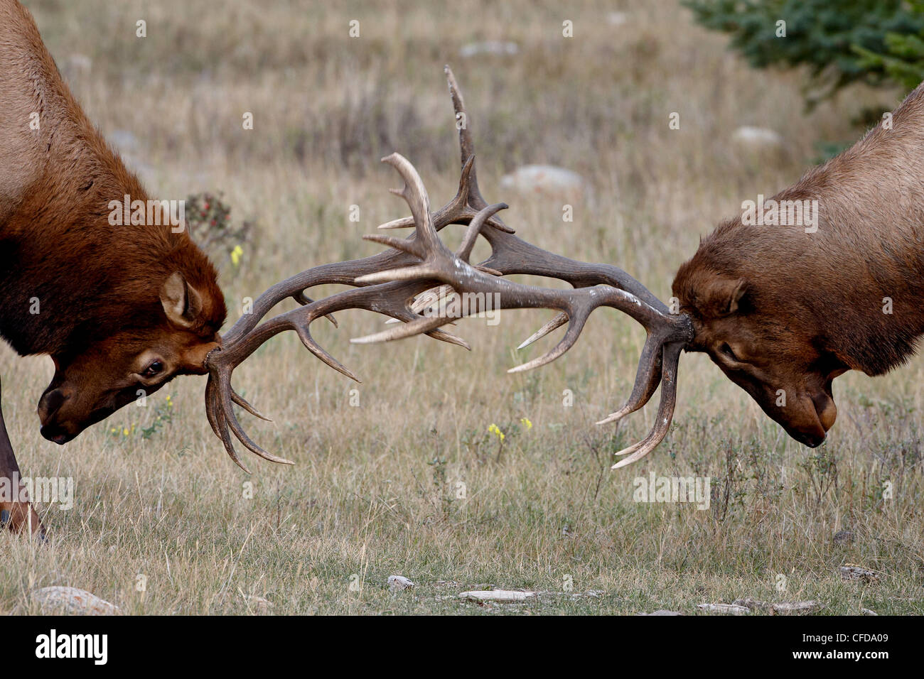 Two bull elk (Cervus canadensis) fighting, Jasper National Park ...