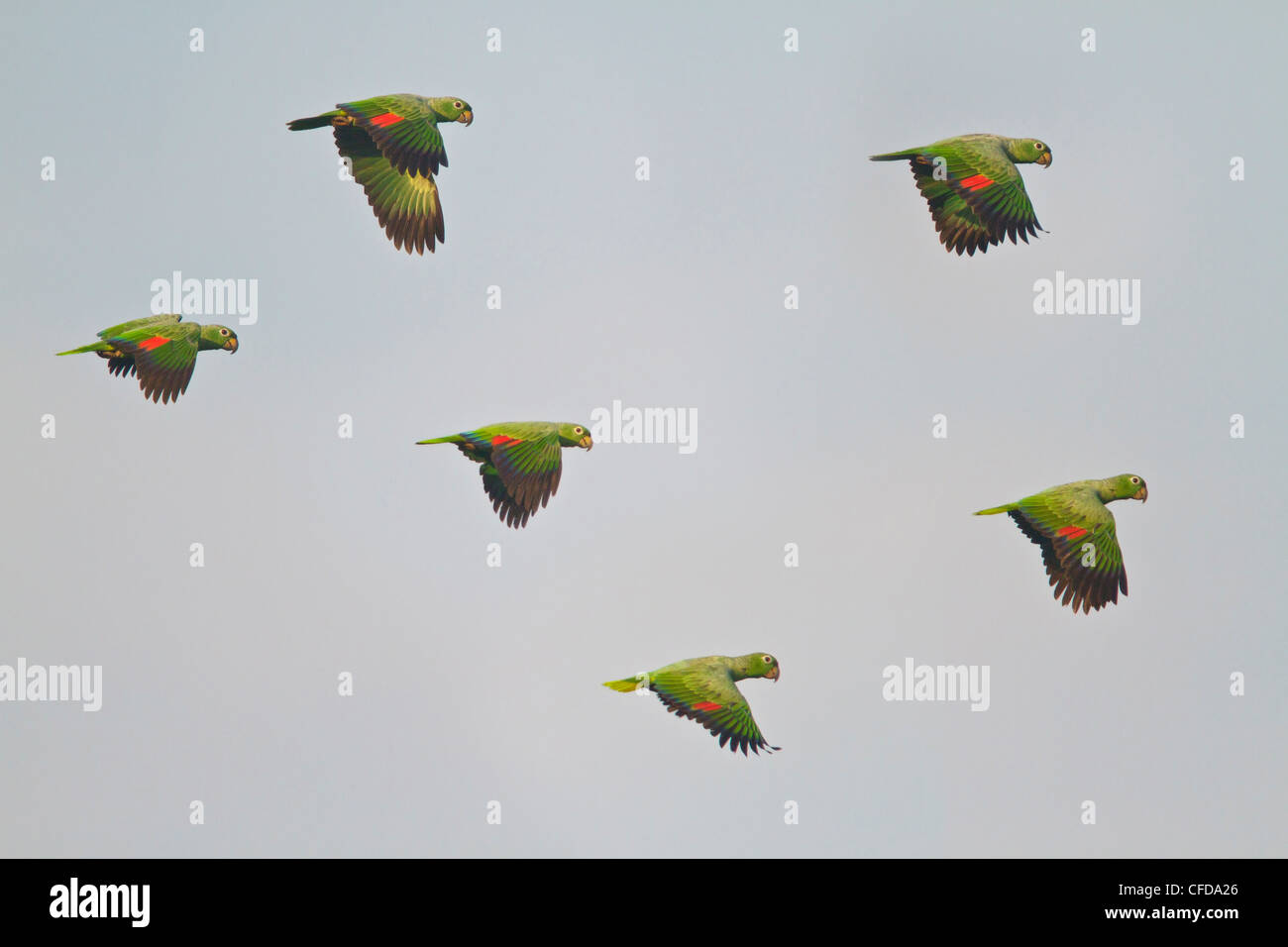 Mealy amazon parrot amazona farinosa hi-res stock photography and ...