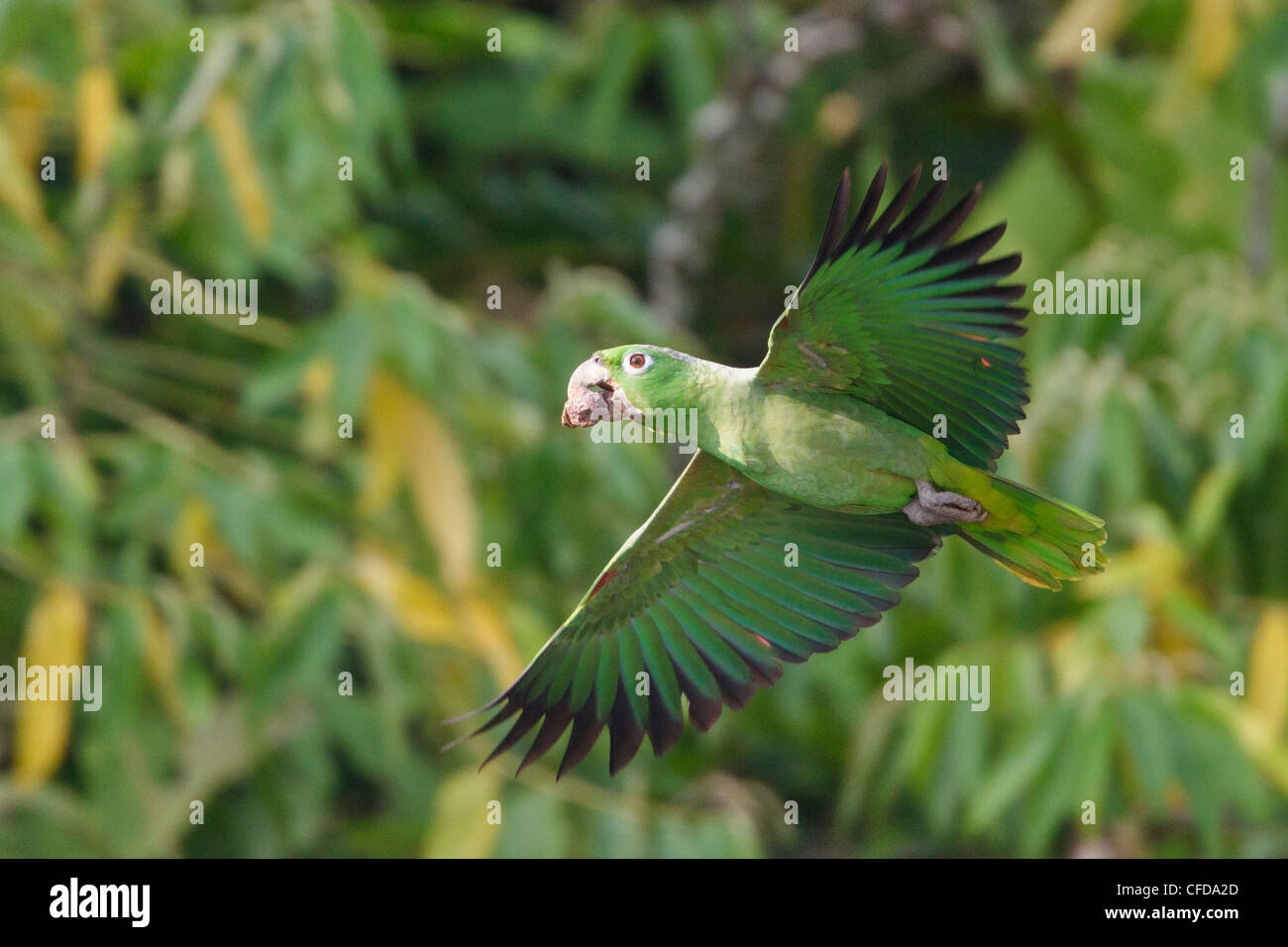 Mealy Amazon Parrot (Amazona farinosa) flying in Ecuador Stock Photo ...