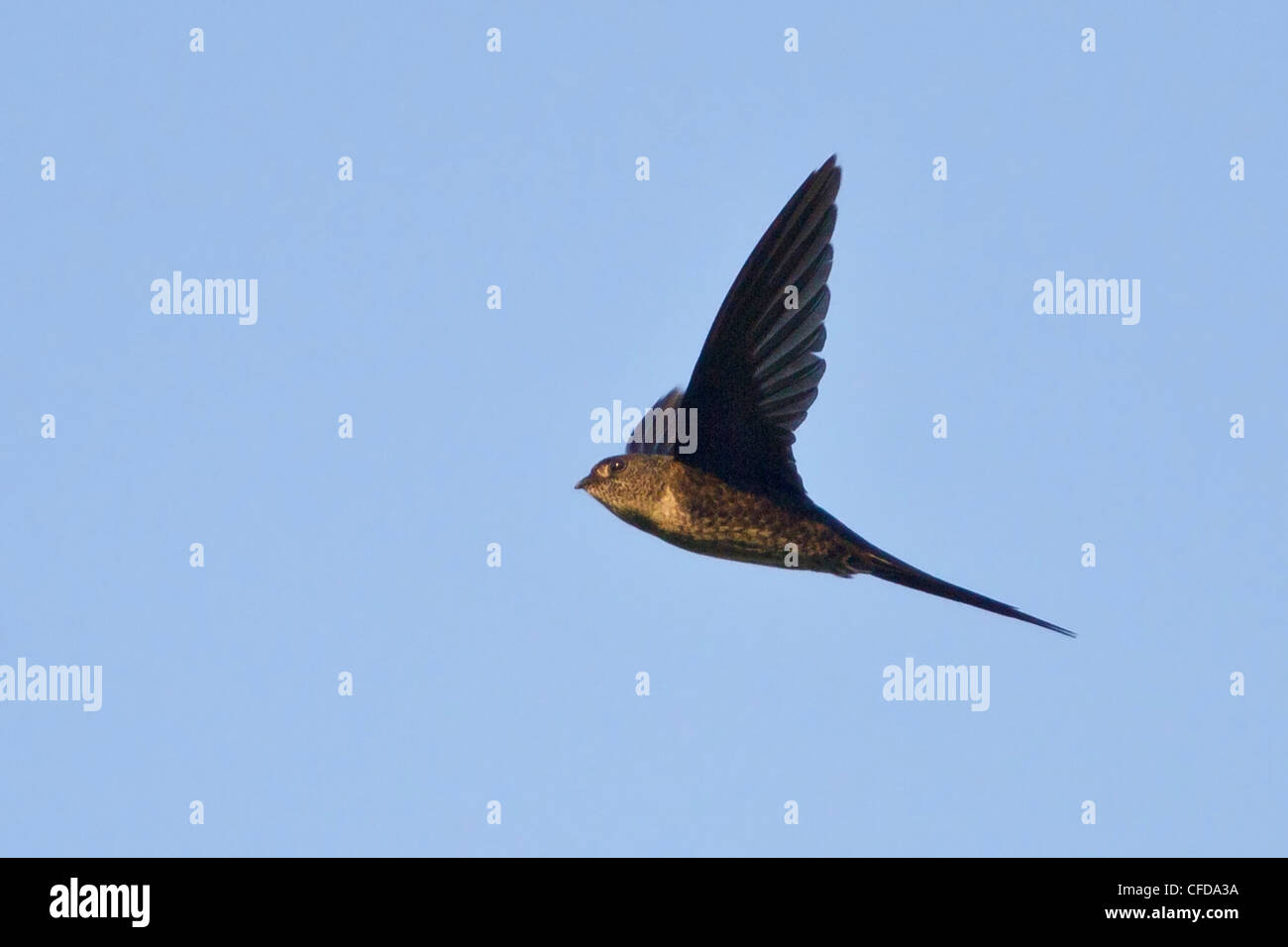 Palm swift bird hi-res stock photography and images - Alamy