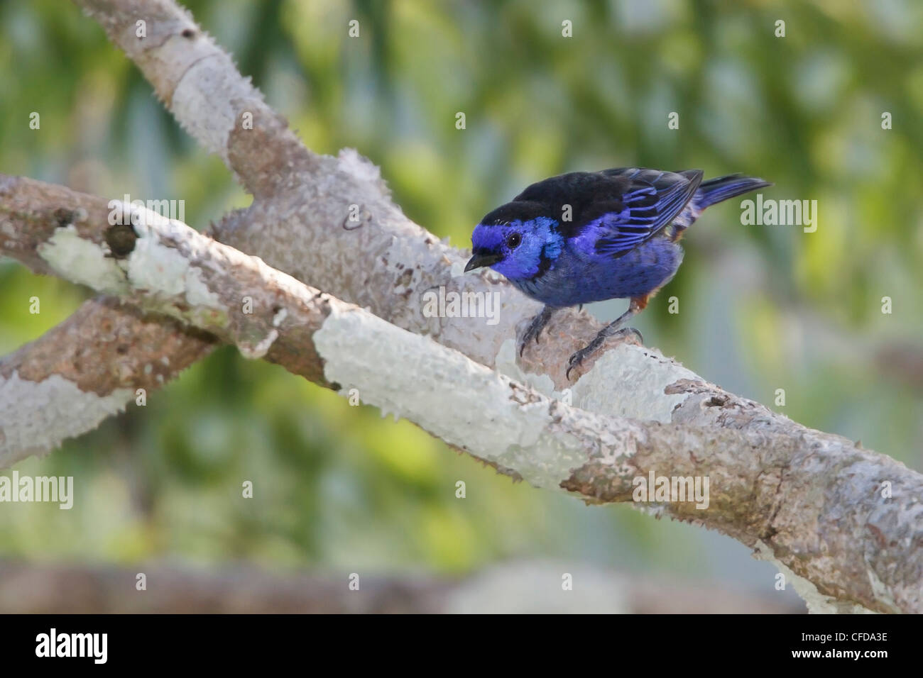 Tangarvelia hi-res stock photography and images - Alamy